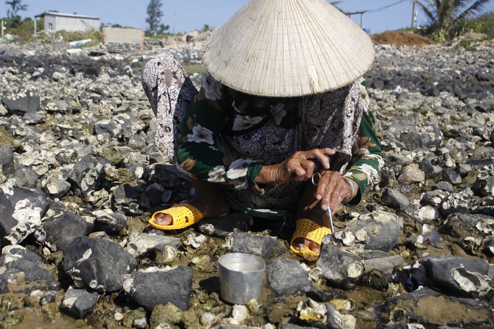 Phụ nữ miền biển Quảng Ngãi đục đá tìm hàu - Cổng Thông Tin Hội Liên ...